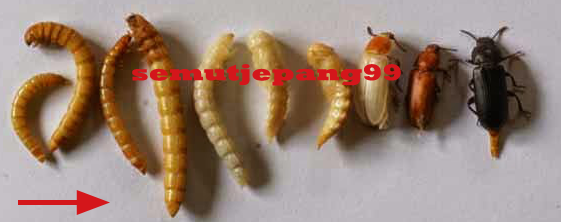 Jual semut jepang | harga semut jepang murah | Jakarta Timur