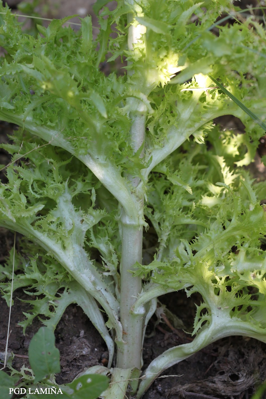 CICHORIUM ENDIVIA, Var.CRISPA. endivia.
