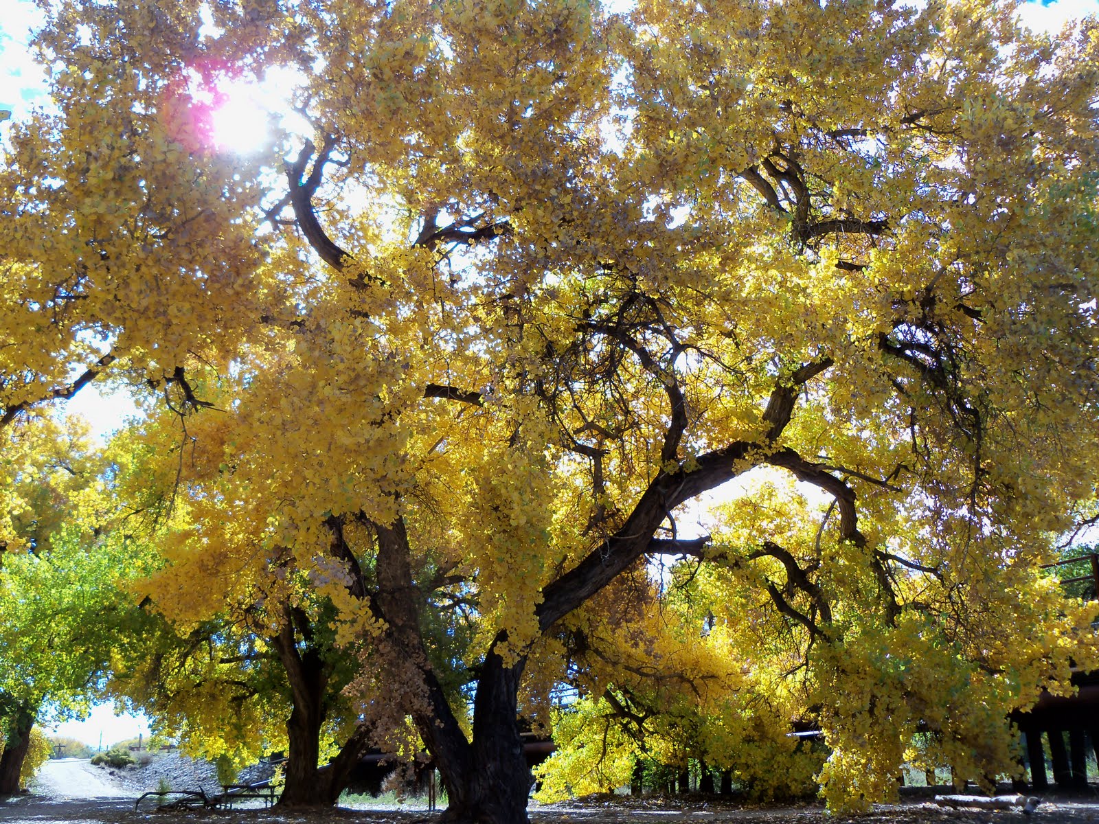 Tumbleweed Crossing: Cottonwood Trees Along Rio Grande River