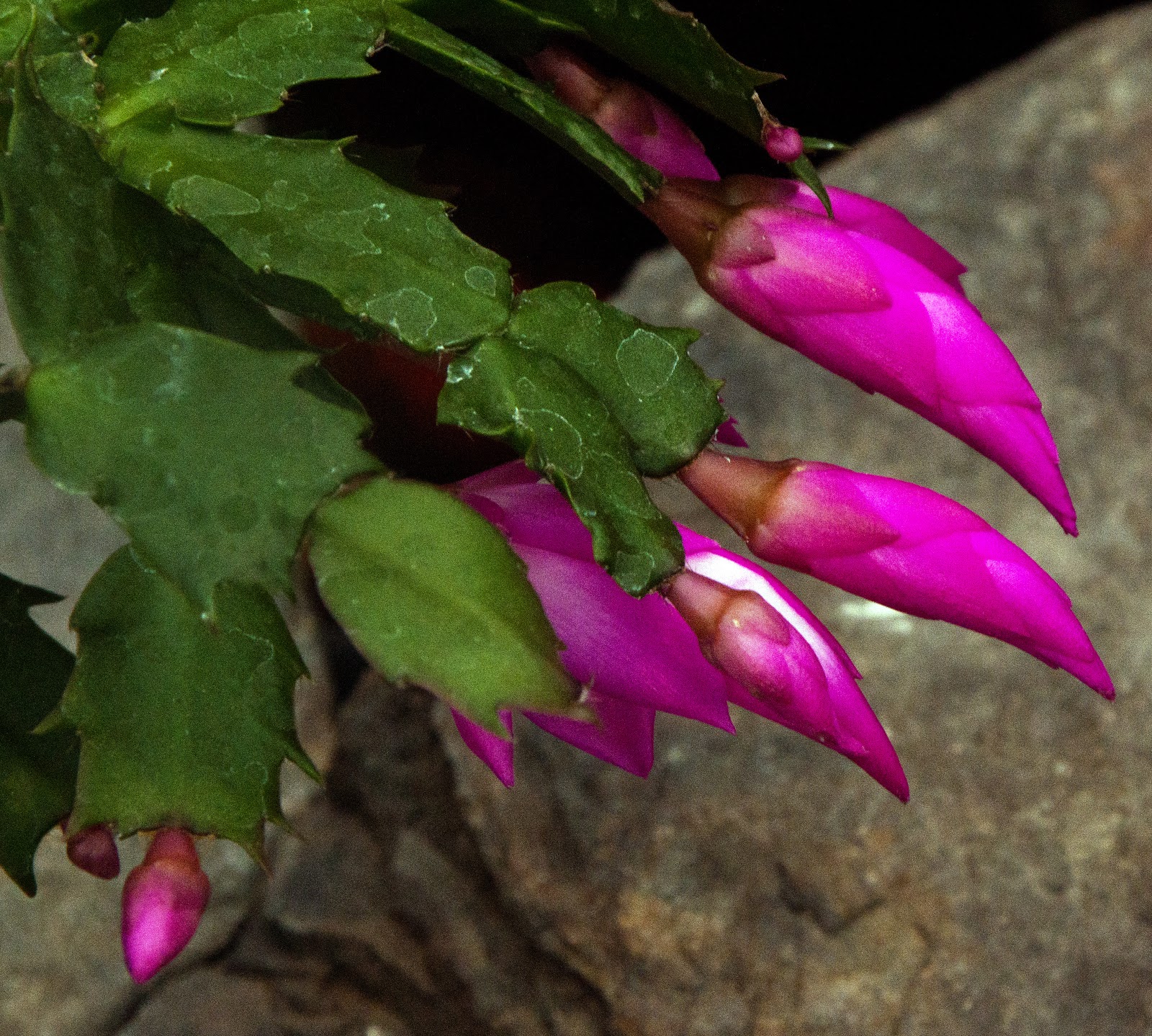 Gardening in the Heart of Virginia: Legends of the Poinsettia ...