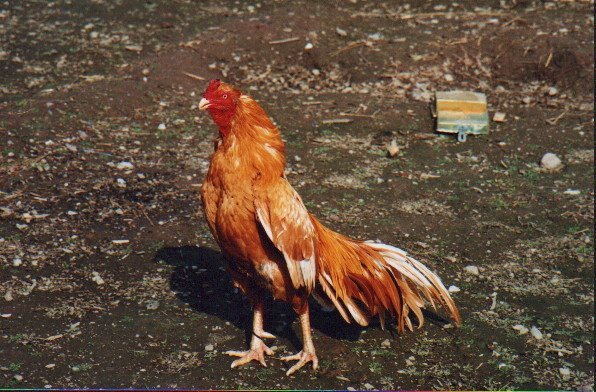 pakistani Aseel/Asil Breed Chicken
