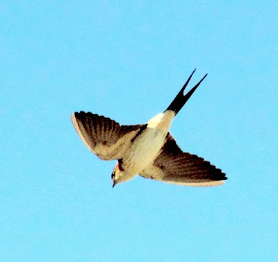 Photo Galleries Birds. Birds in flight mountabubirds.blogspot.com