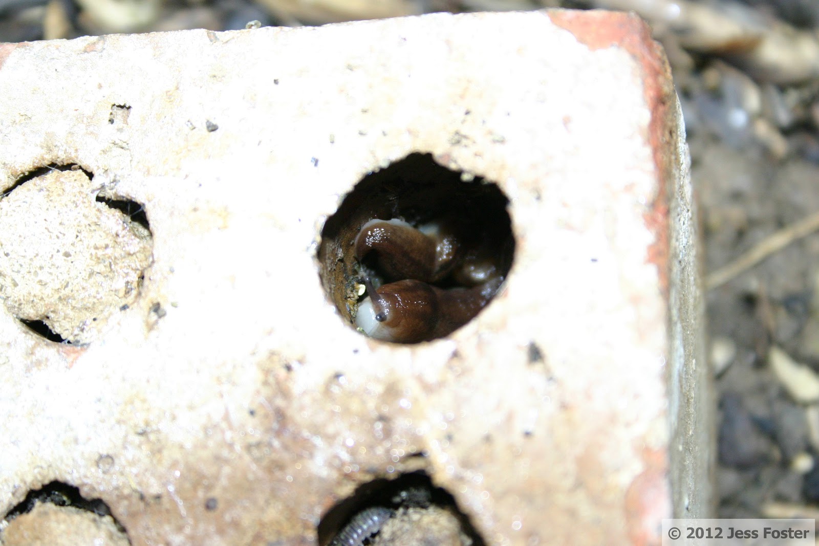 Sluggin' Along: Slug Waste Disposal: Part 2