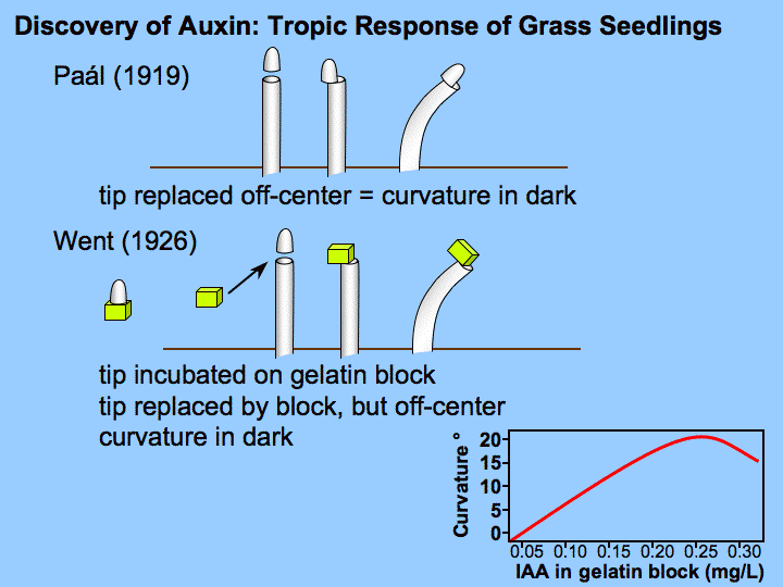 Plant Biotech: Auxins