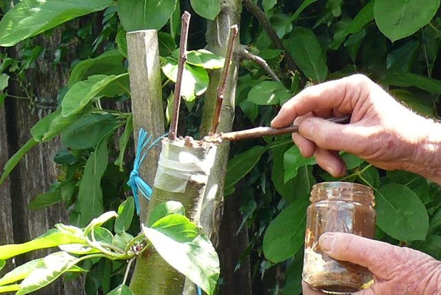 The Food Garden Group Blog: A Look at Grafting