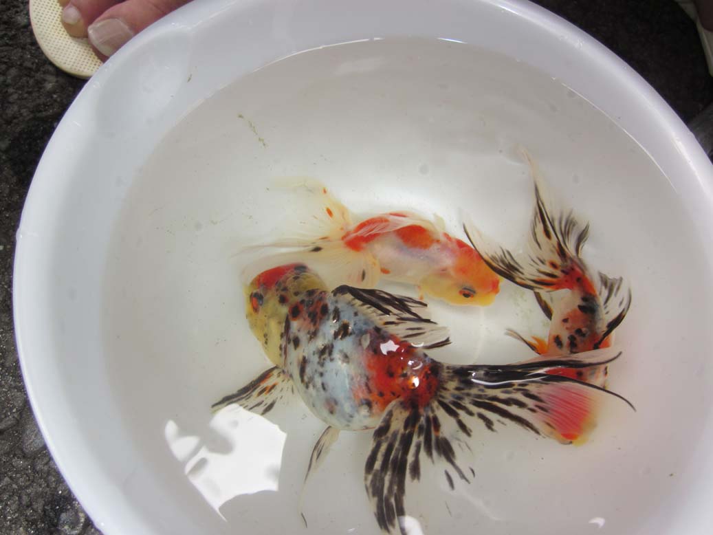 Goldfish Garage: A Two Car Fishroom: Pictures from Japan: The import ...