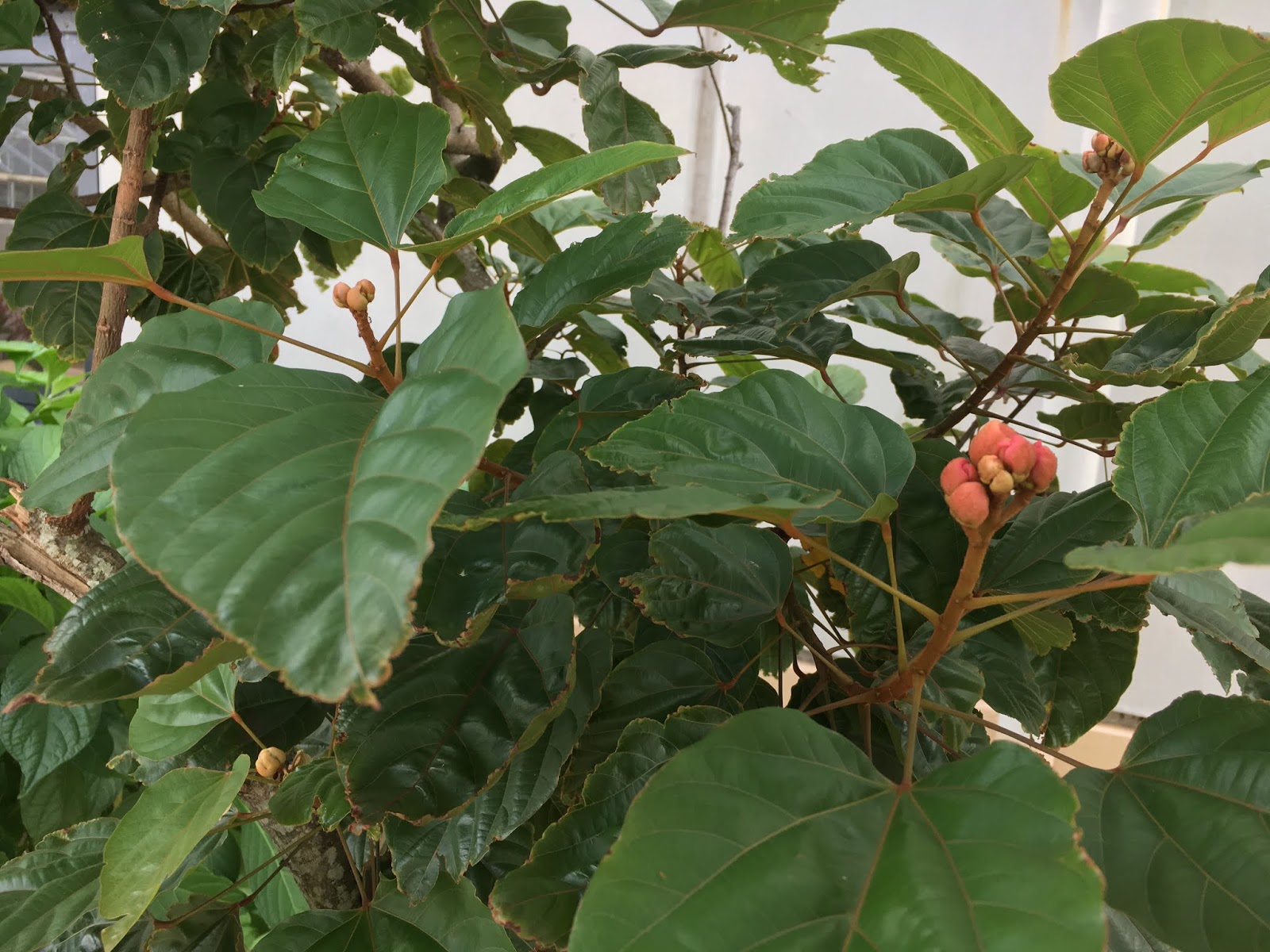 Bixa orellana (Lipstick Plant)