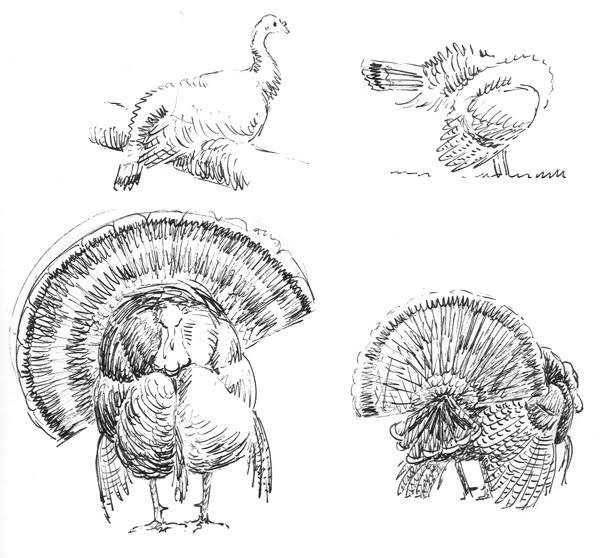 Sketching in Nature: Turkey Strutting