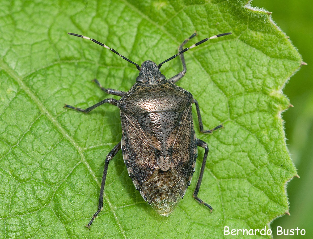 RÍA DE LA VILLA: A Chinches