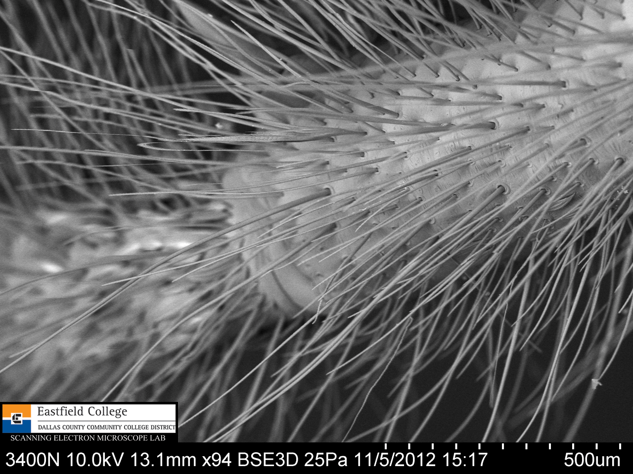 Scanning Electron Microscope Blog: A Jumping Spider