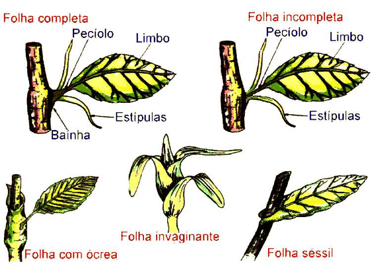 Folha | Estrutura Morfológica das Folhas