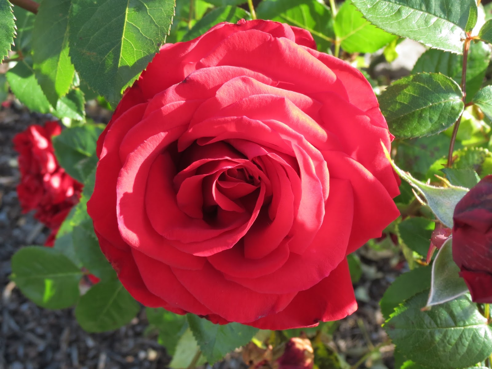 Red Rose Alley: April Showers Bring May Flowers