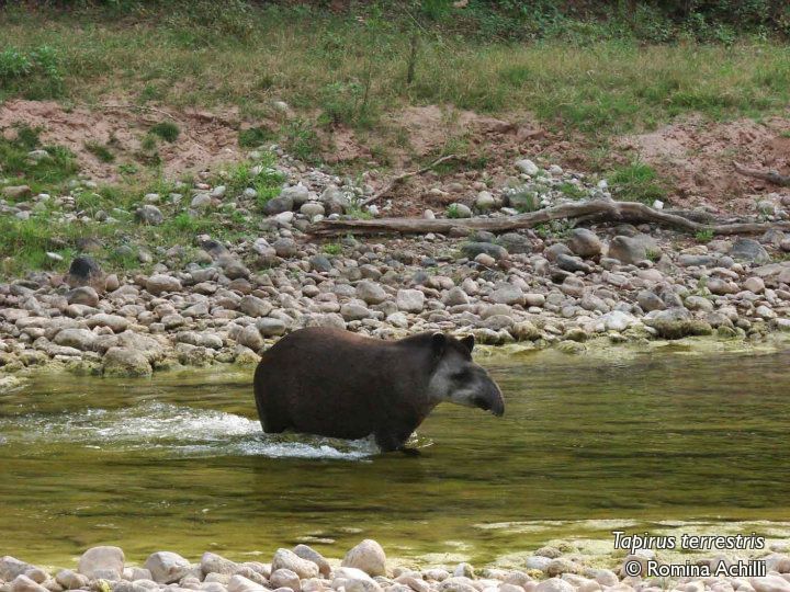 Argentina nativa: Tapir (Tapirus terrestris)