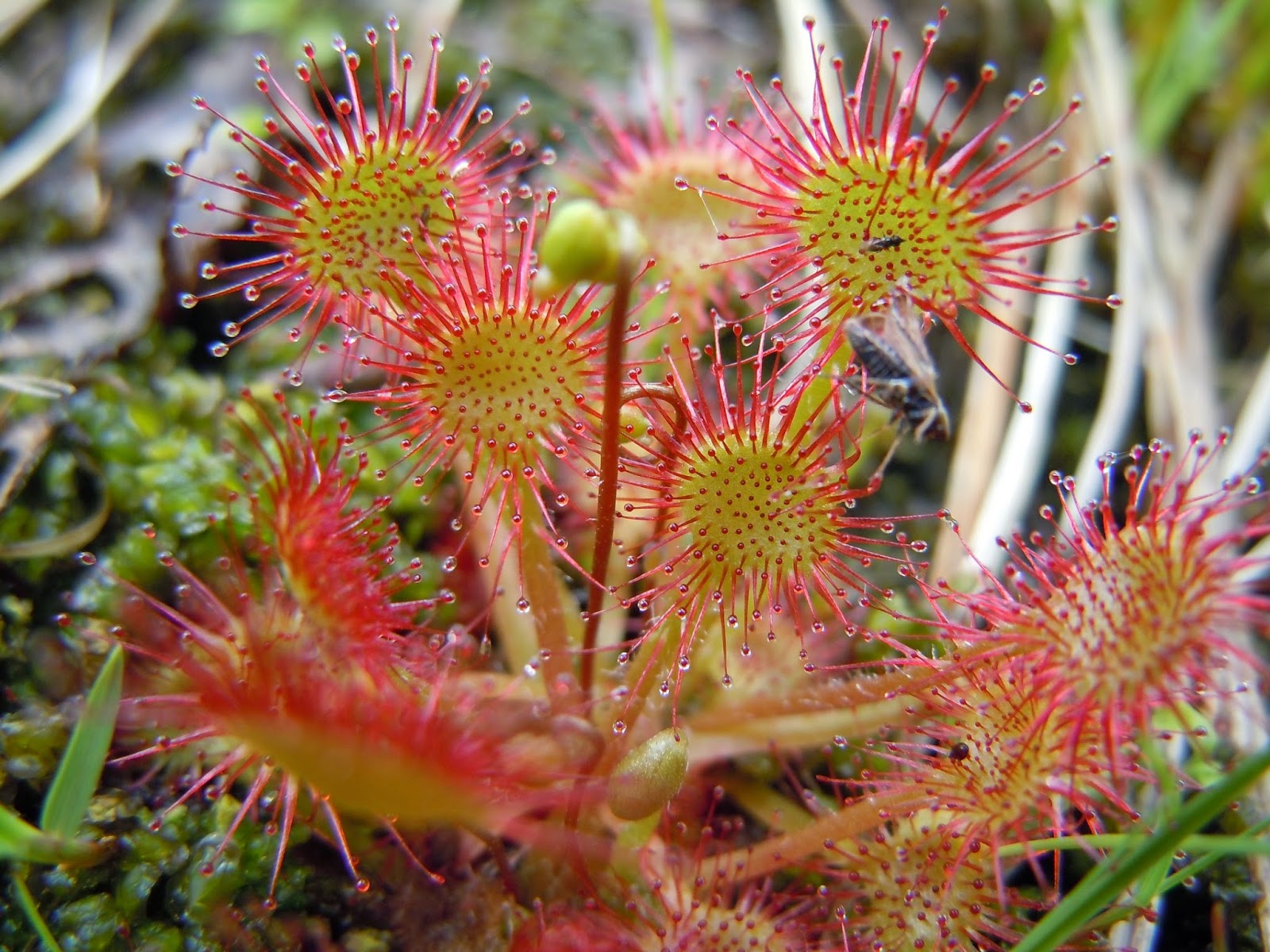 El espiritu de las plantas: Drosera, rocío del sol