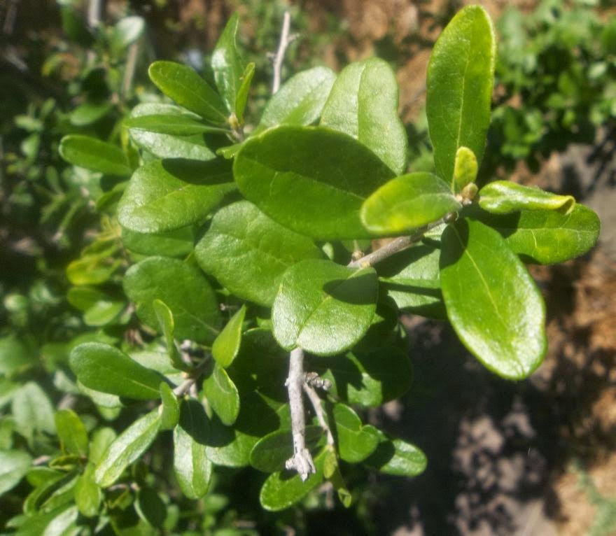 Future Plants by Randy Stewart: Box-Thorn, Gojiberry & Wolfberries