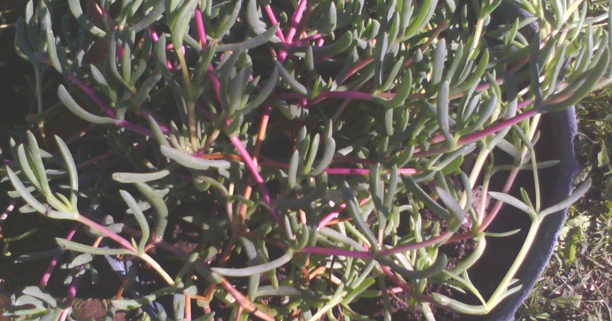 ALLISSONECOMPANHIA: TRANSPLANTE DE CHORÕES