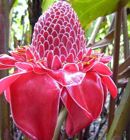 Manfaat dan Khasiat Tanaman Kecombrang Untuk Kesehatan | -Petani TOP-