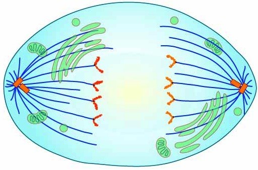 welcome [itsafifahnurrahmah.blogspot.com]
