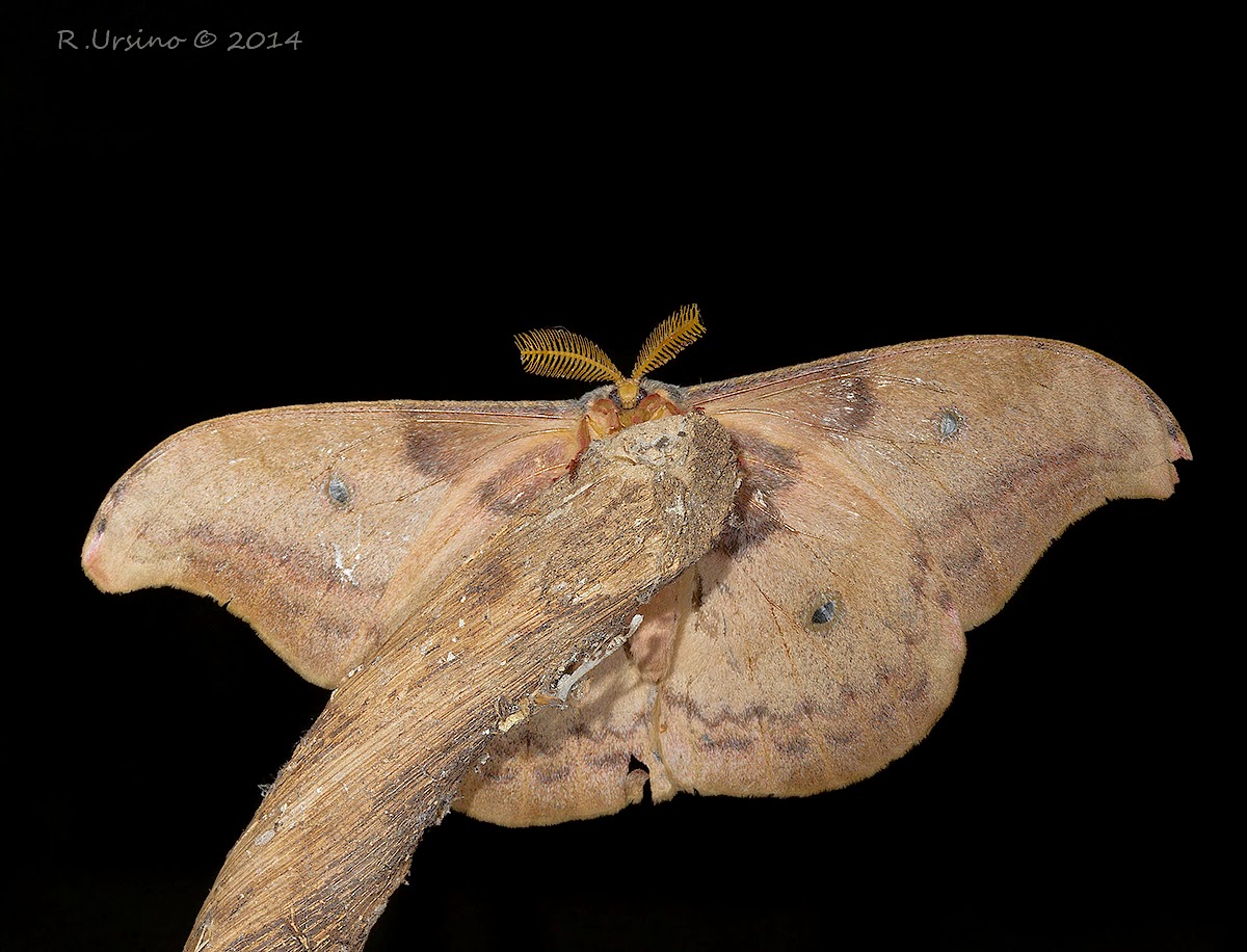 Descubriendo Lepidópteros: Copaxa flavina miranda ( Draudt, 1929 )