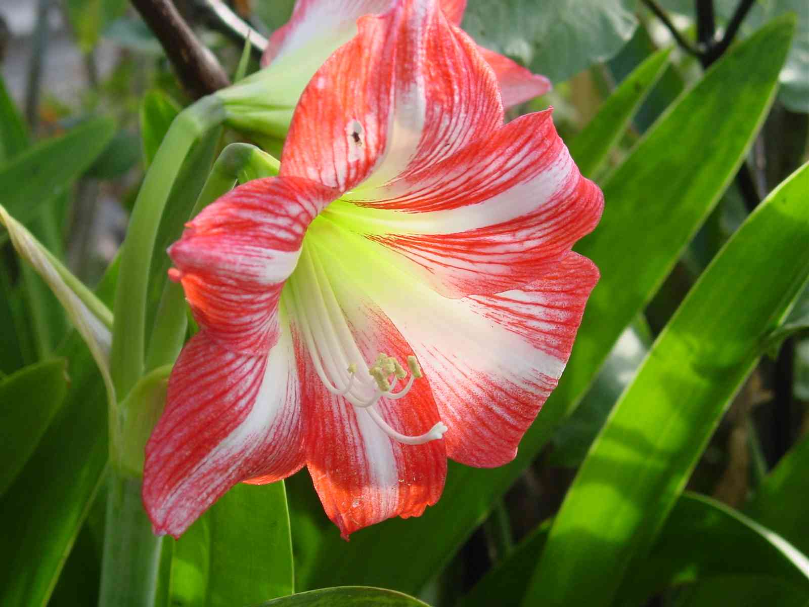 In My "Spare" Time: May Flowers from Florida