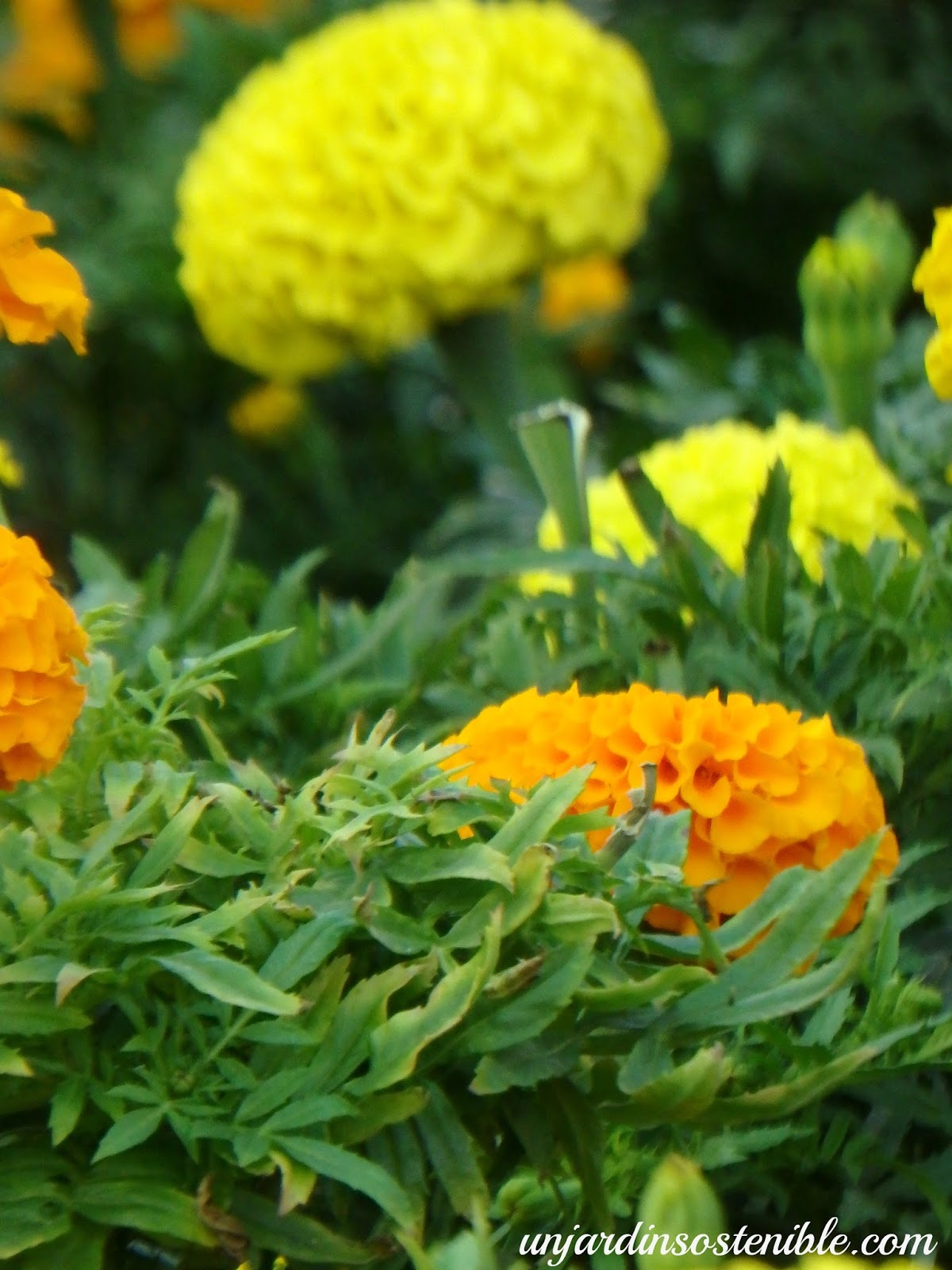 Tagete patula (Clavel turco, Clavel de moro etc.)