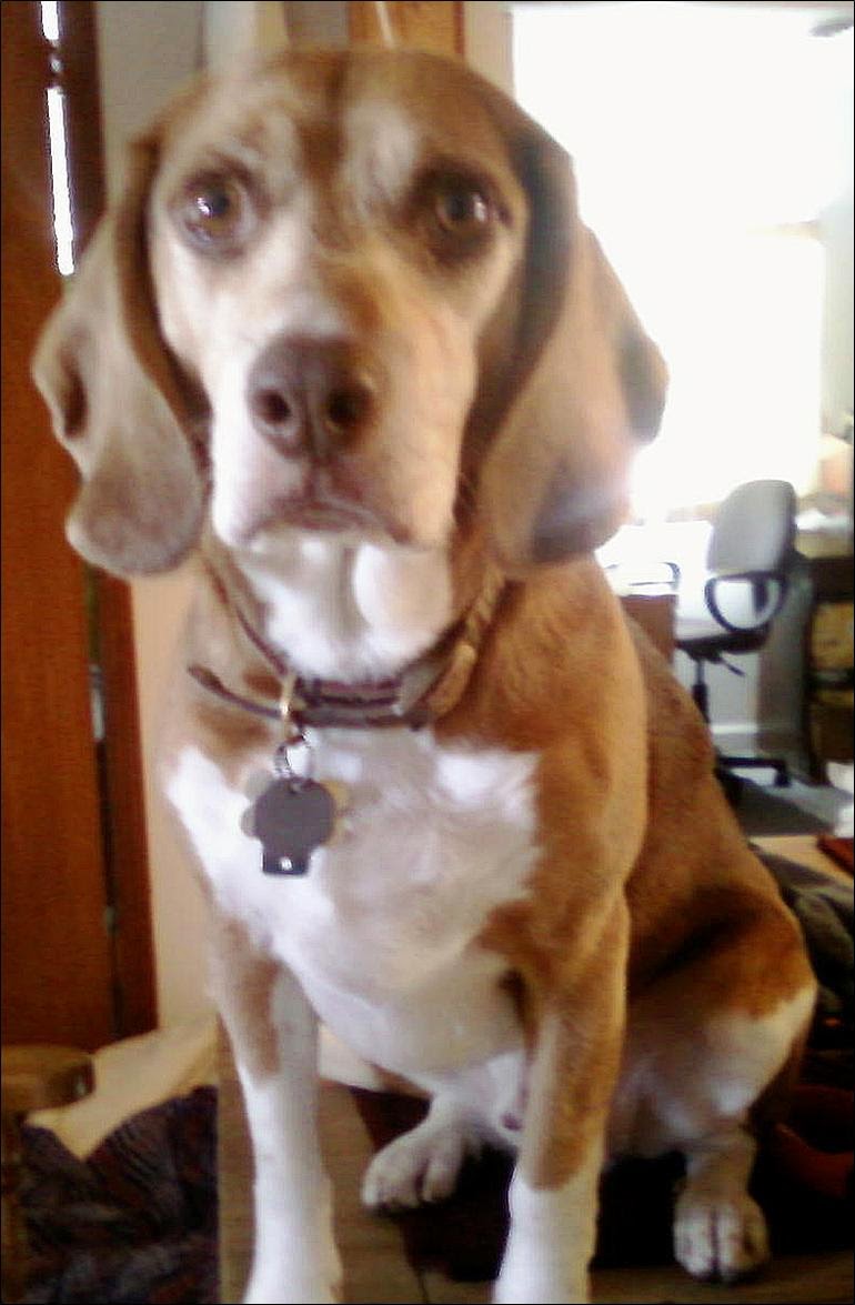 Rhonda Paglia, Children's Author: An interview with Duke, the red ...