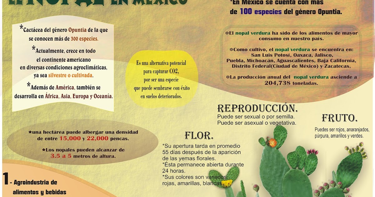 El Nopal en México y sus productos derivados ~ Mira tu México