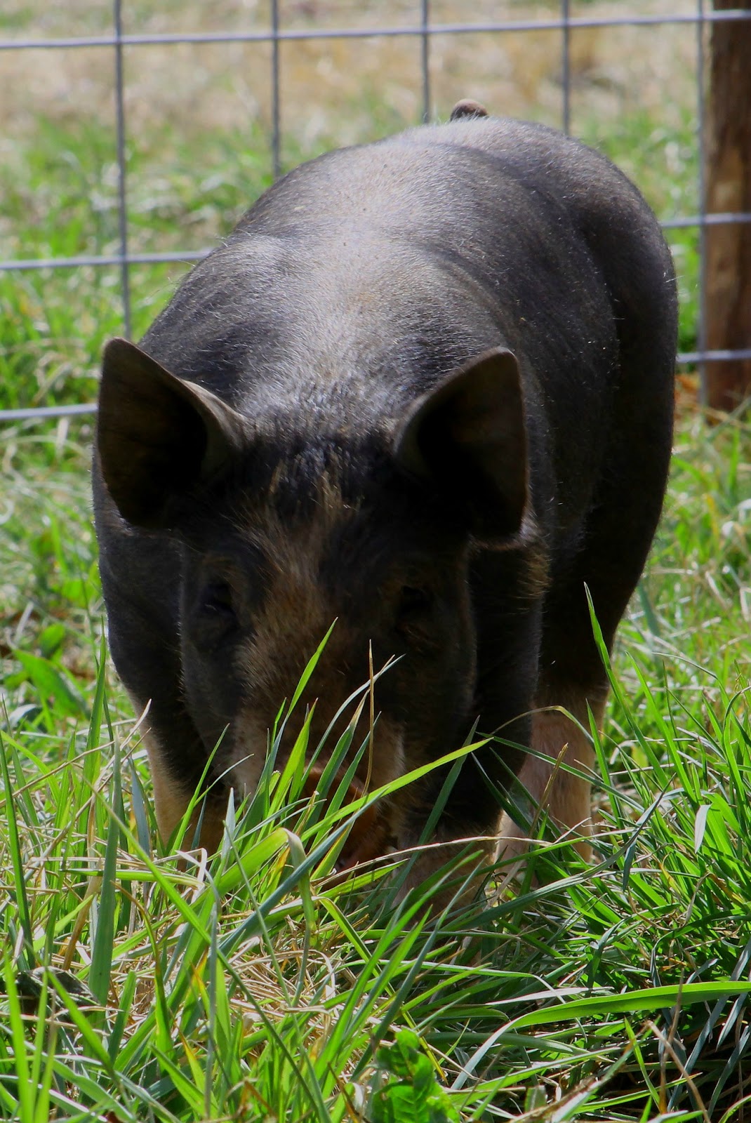 Farm & Family: Pig wrangling 101