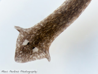 Natureza de mármore: Planárias | Anatomia do Sistema Nervoso e Sensorial