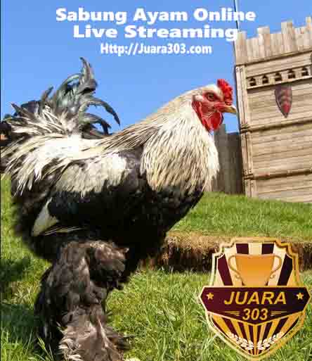 5 Jenis Ayam Terbesar di Dunia - Juara303