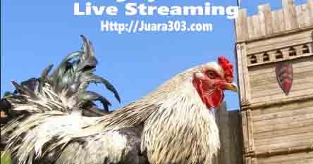 5 Jenis Ayam Terbesar di Dunia - Juara303