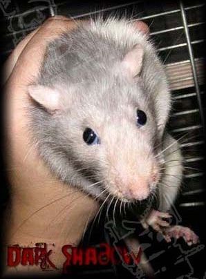 ANTONIO-LOZANO: Colores de las ratas