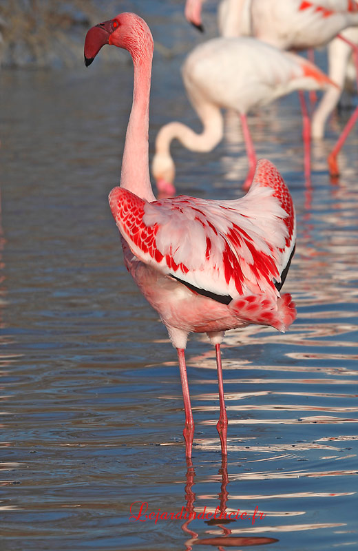 Flamant nain, en visite en Camargue. (Phoeniconaias minor)