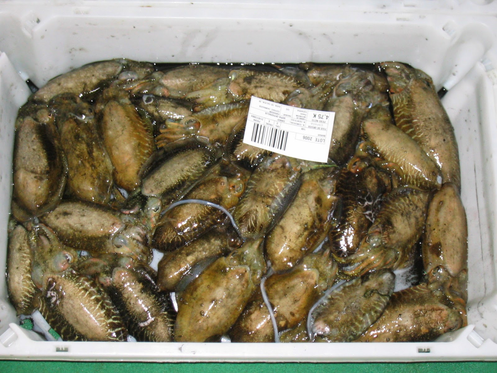 El rincón de Mundín: LOS CEFALÓPODOS: EL CALAMAR, LA JIBIA Y EL PULPO