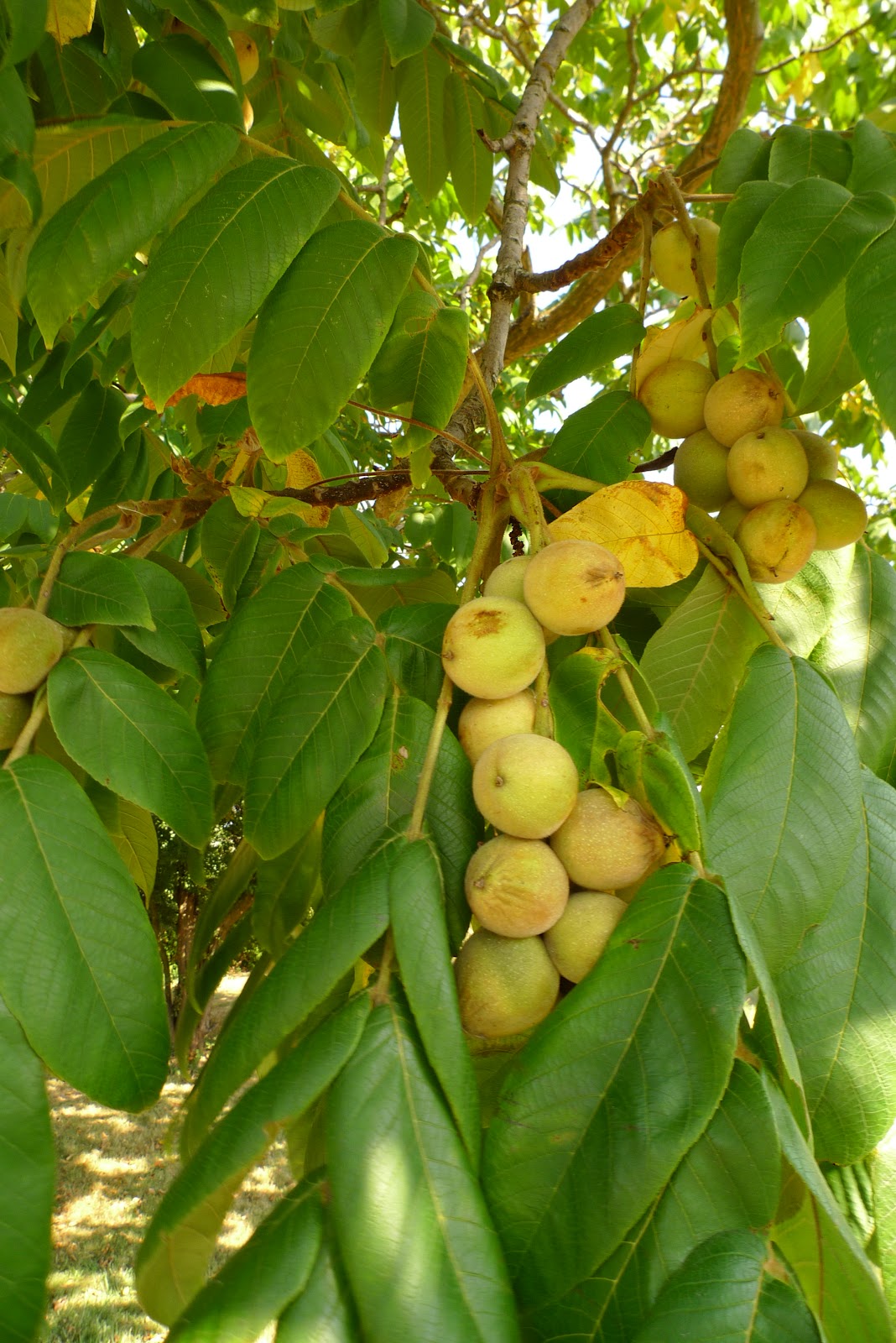 Wild Harvests: Manchurian Walnut, another street tree