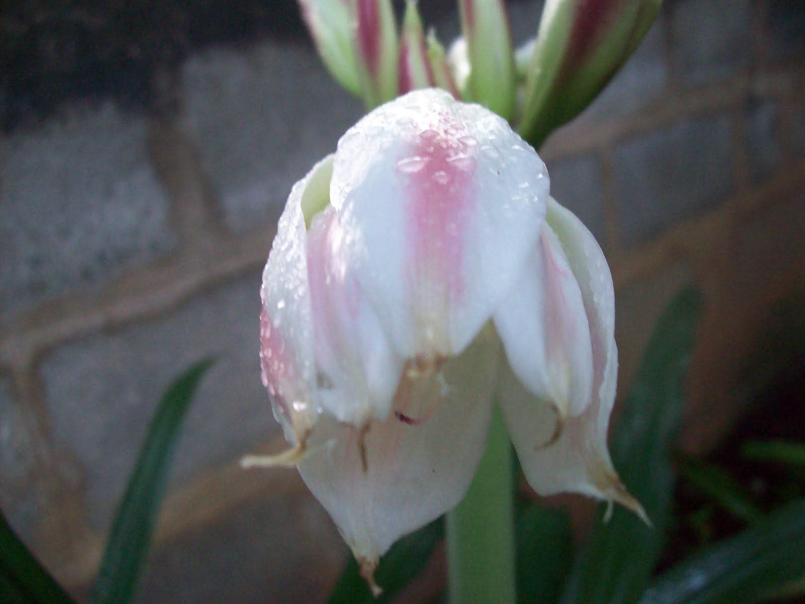 gardentropics: Today's Flowers- Tropical Lilies