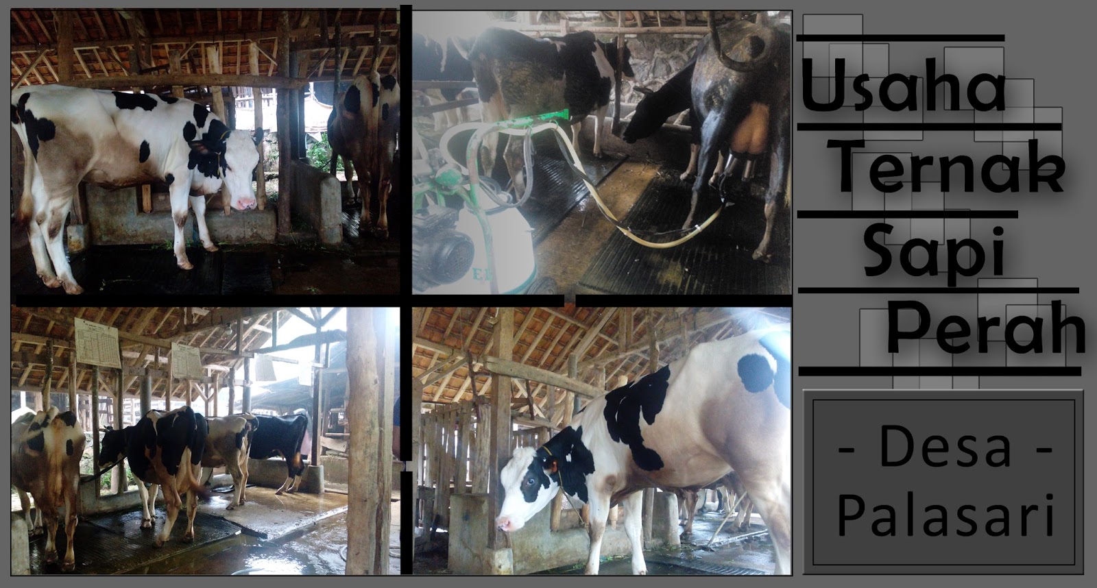 Usaha Ternak Sapi Perah | Desa Palasari, Ciater