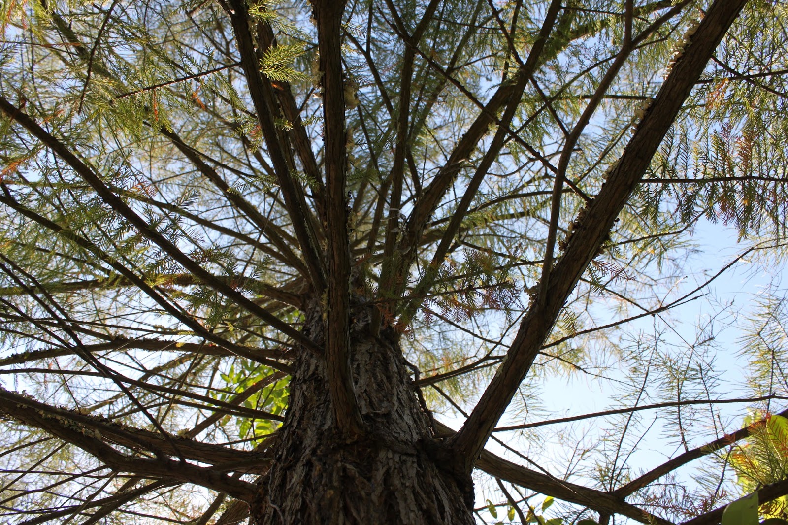 Centenary College Arboretum: Tree of the Week: Pond Cypress (Taxodium ...