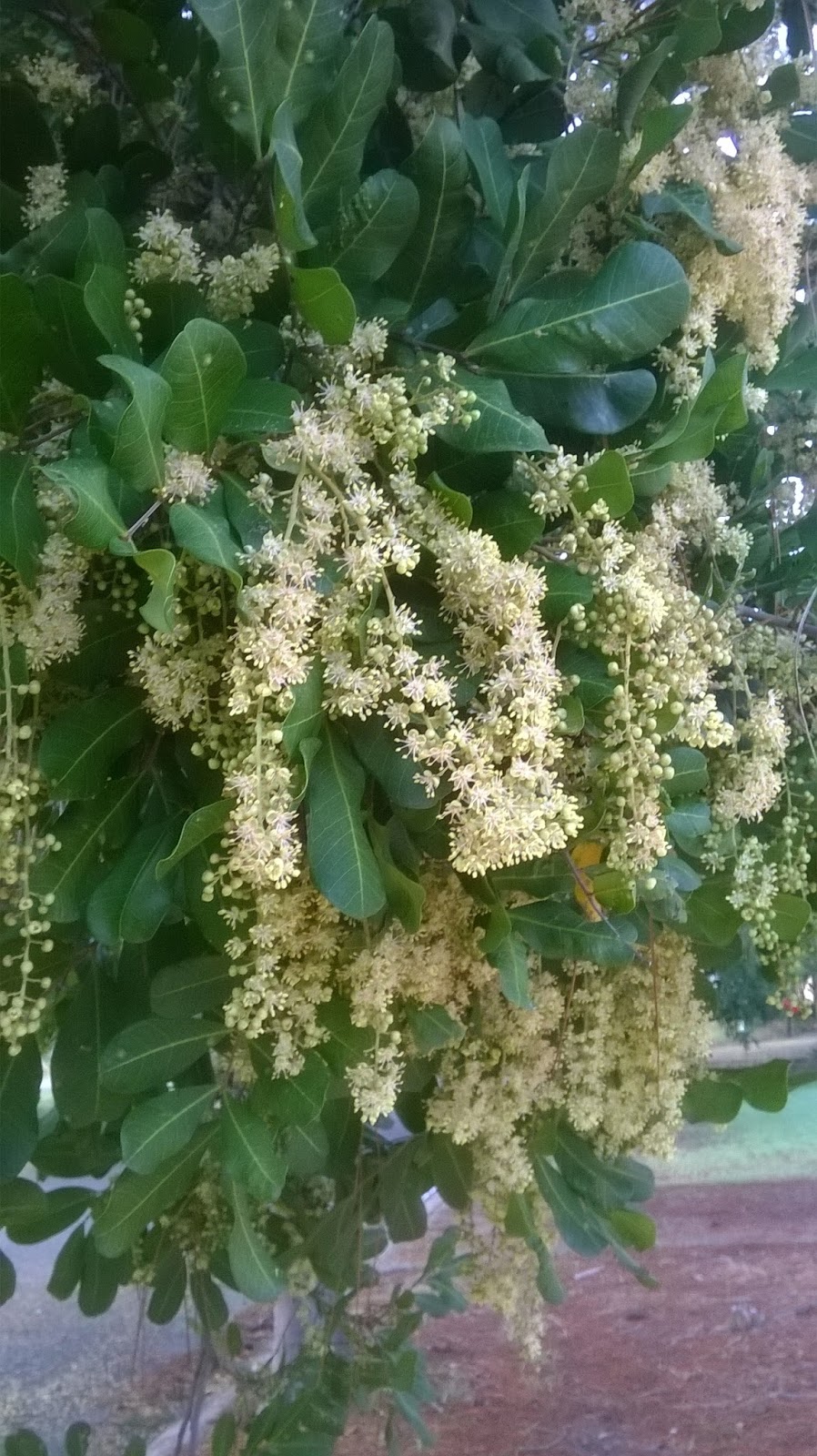 Brisbane Street Trees: Cupaniopsis anacardioides