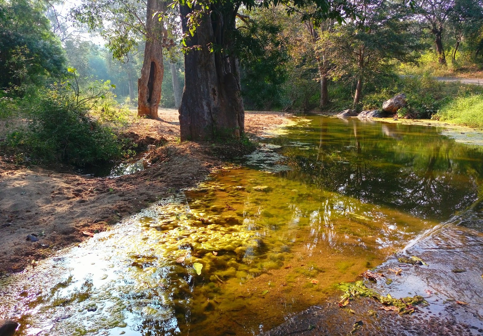 Sathyamangalam Tiger Reserve