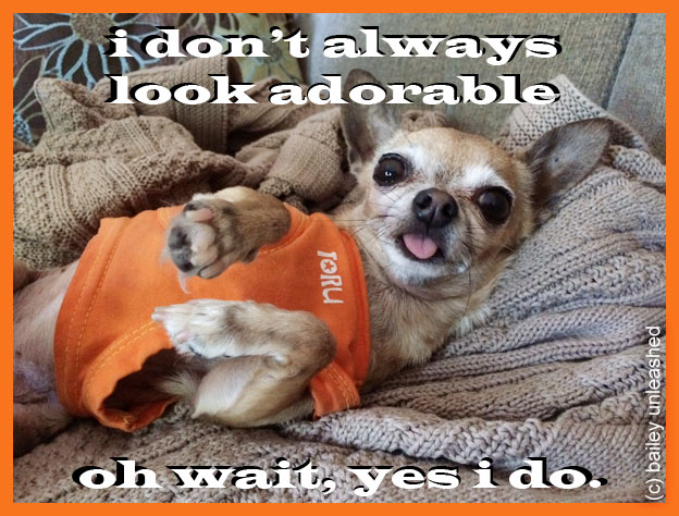 bailey unleashed .com: meme