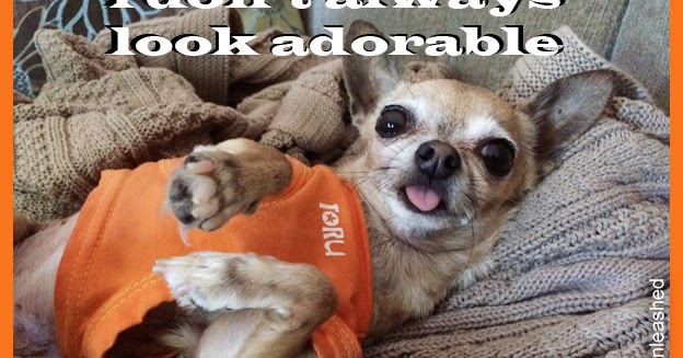 bailey unleashed .com: meme