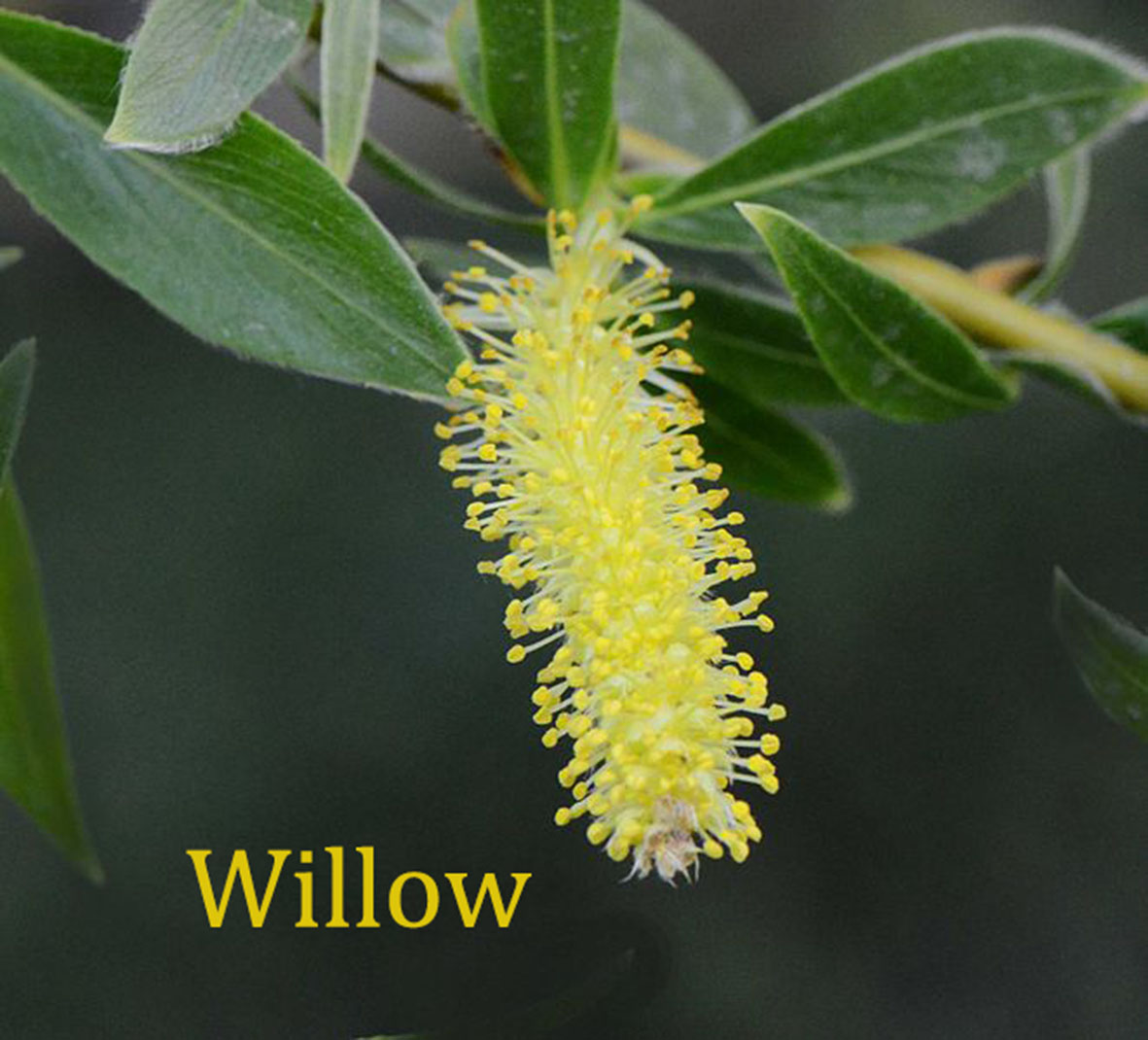 DALVA DAY: * 2016 - Essência floral Willow