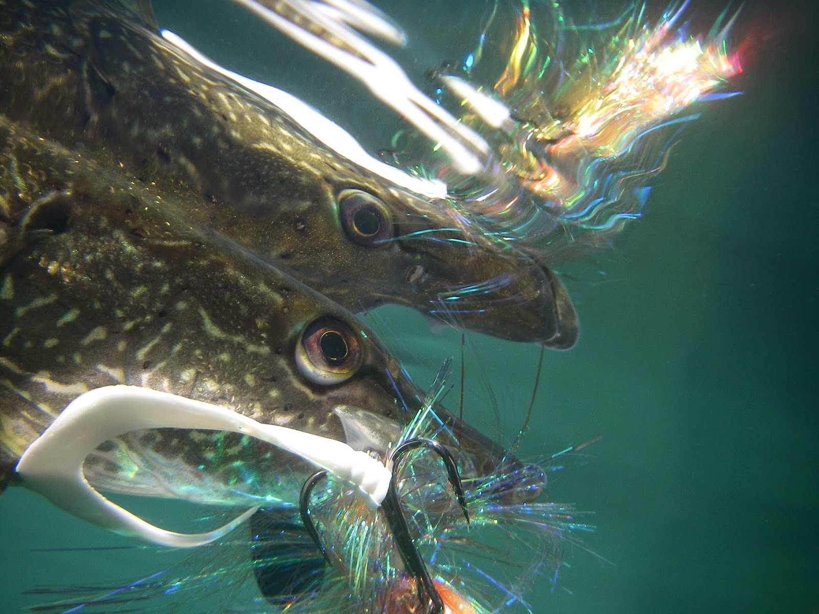 Northern Pike Photo And Wallpaper Cute Northern Pike Pictures