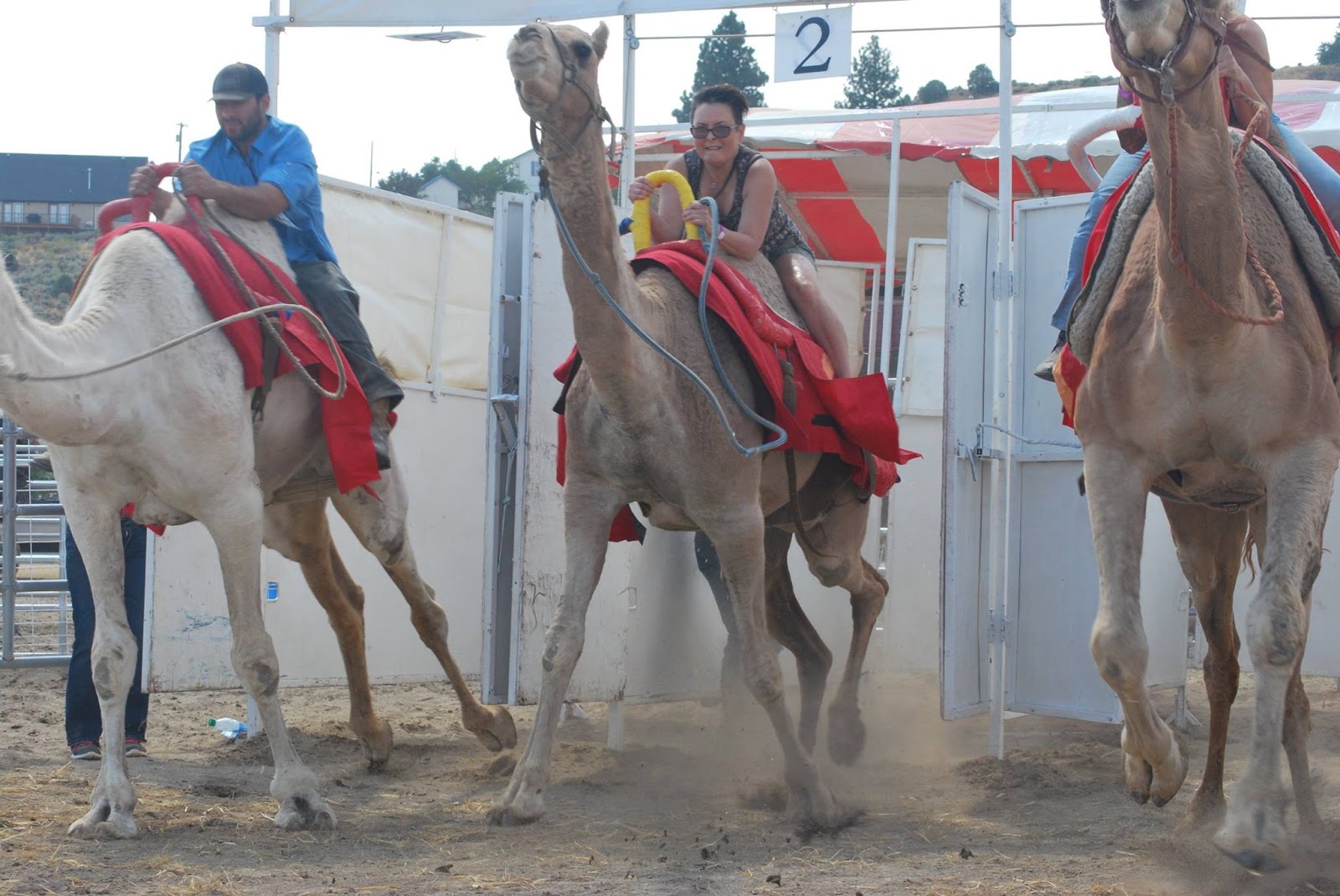 Camel Racing in Virginia City - Munchie Musings