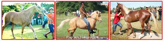 KUDA KELATE: Mengenali Jenis Warna Kuda