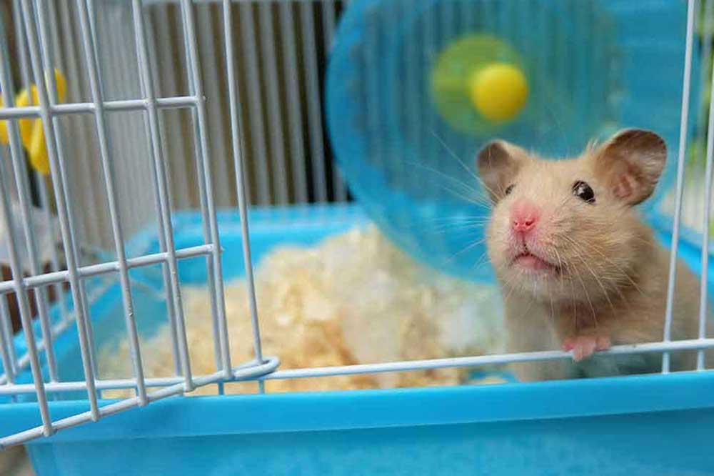 Inilah 5 Jenis Hamster yang biasa kamu temui di Petshop. Jenis yang ...