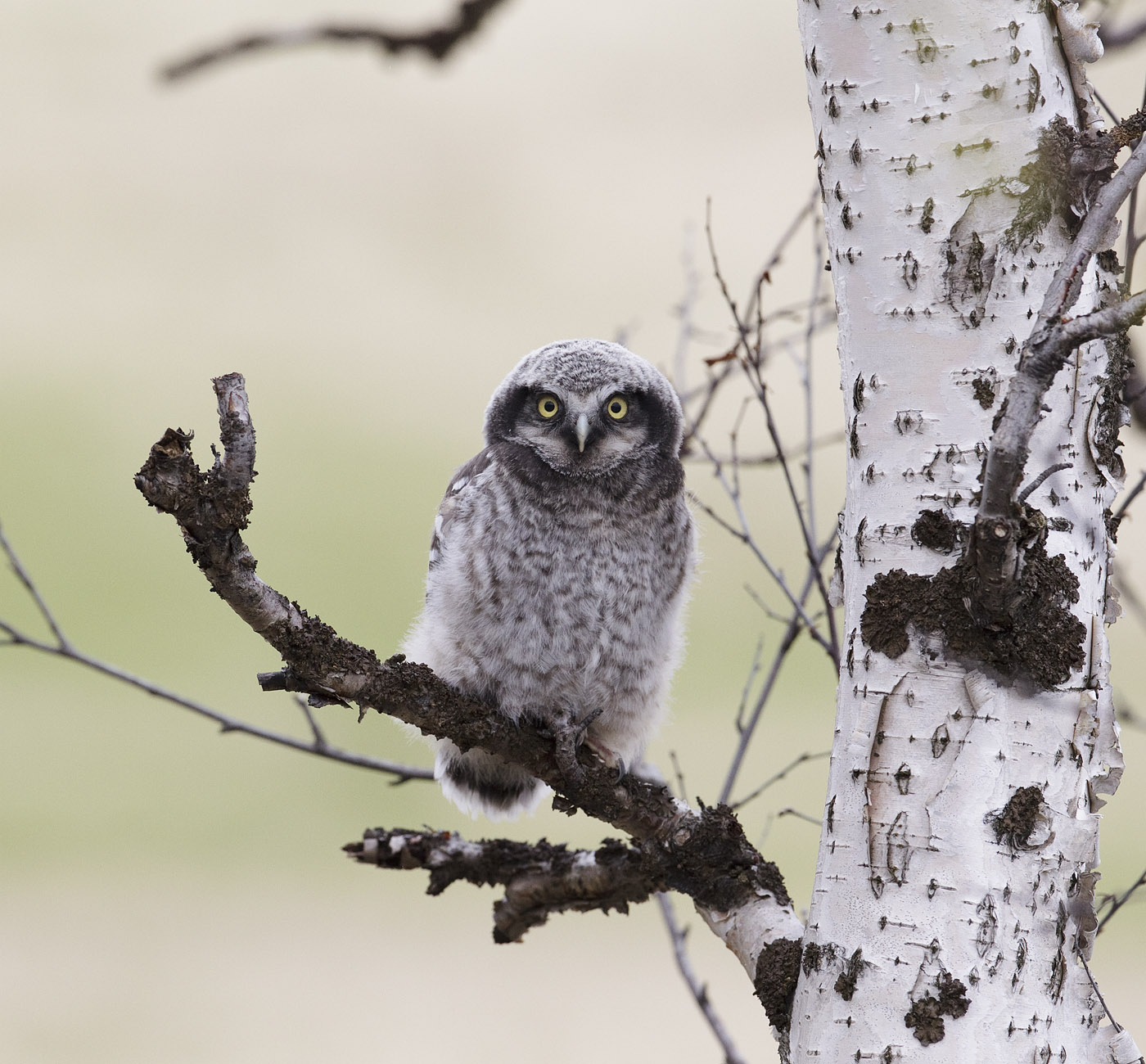 pewit: baby Hawk Owls