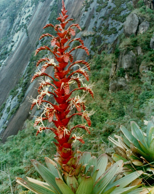 Jardim Tupiniquim: Bromélia Imperial (Alcantarea imperialis)