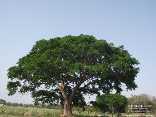 Productos Maderables de Cuale: Madera Parota